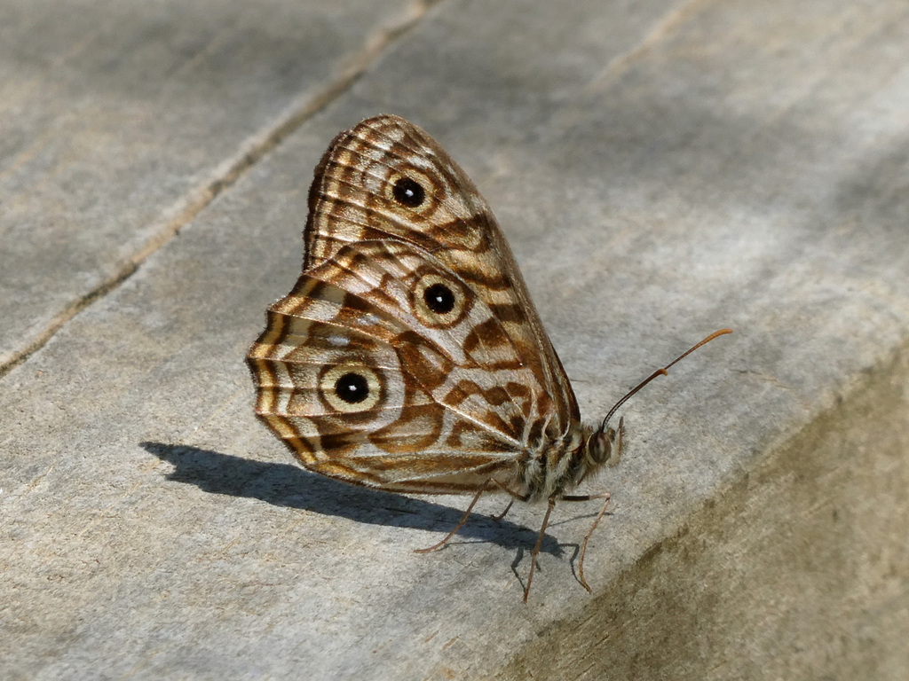 Ringed Xenica from Walkerville VIC 3956, Australia on January 25, 2023 ...