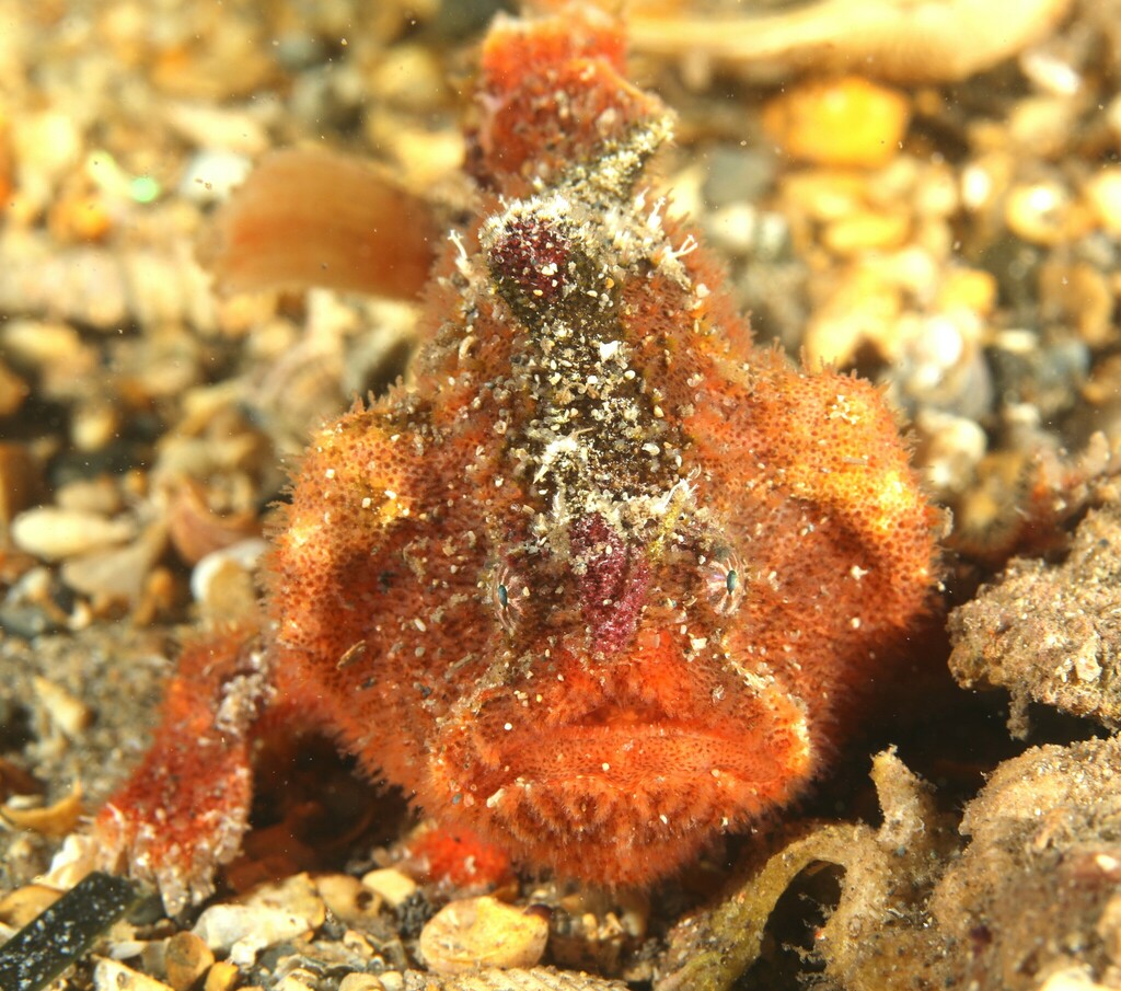 Prickly Anglerfish from 5-7 Edith St, Edithburgh SA 5583, Australia on ...