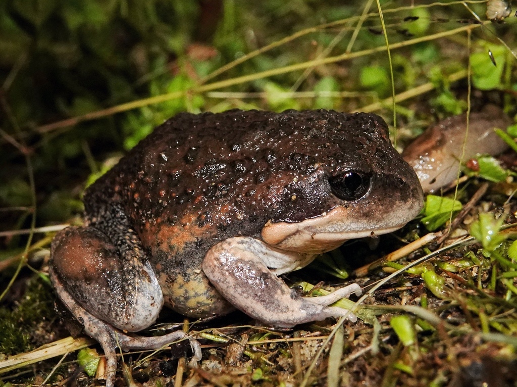 Eastern Banjo Frog from Uralla NSW 2358, Australia on 27 February, 2023 ...