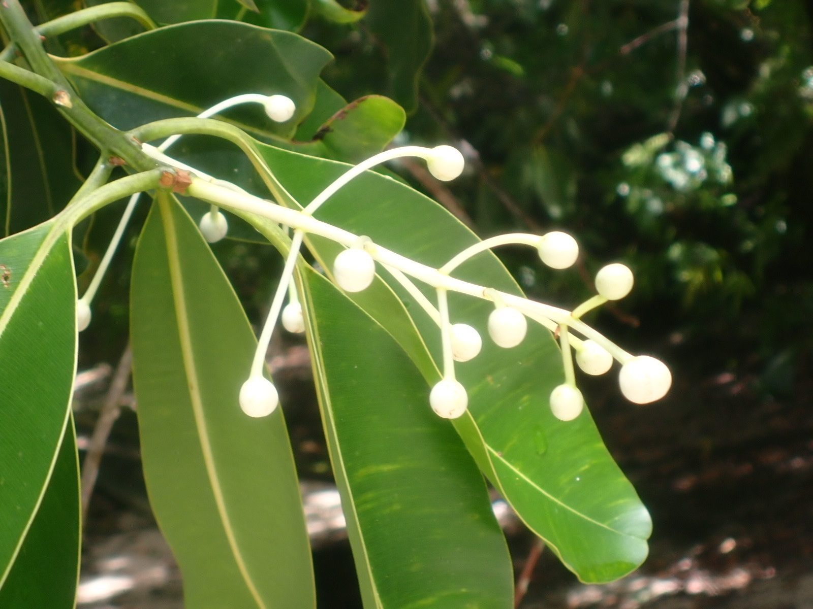 Calophyllum inophyllum L.