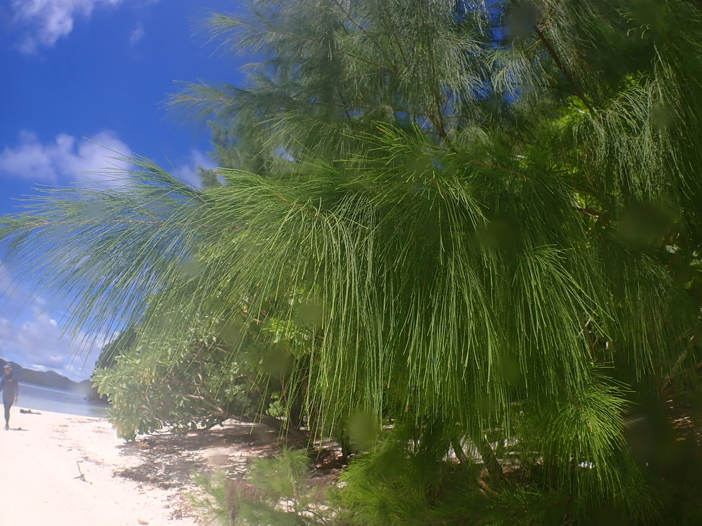 Beach Sheoak from Malakal, Palau, PW on March 10, 2023 at 01:28 PM by ...