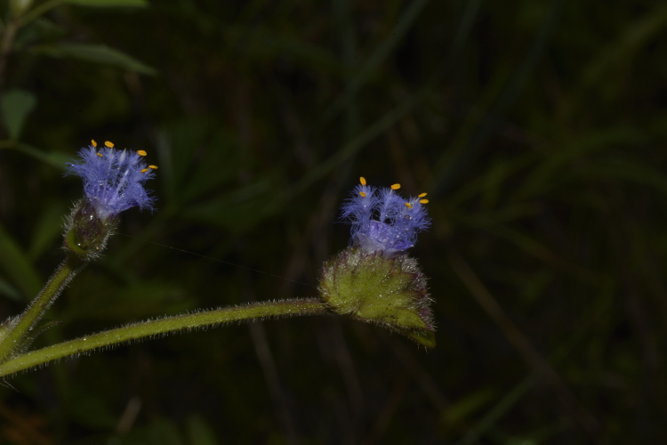 Cyanotis tuberosa (Roxb.) Schult. & Schult.f.