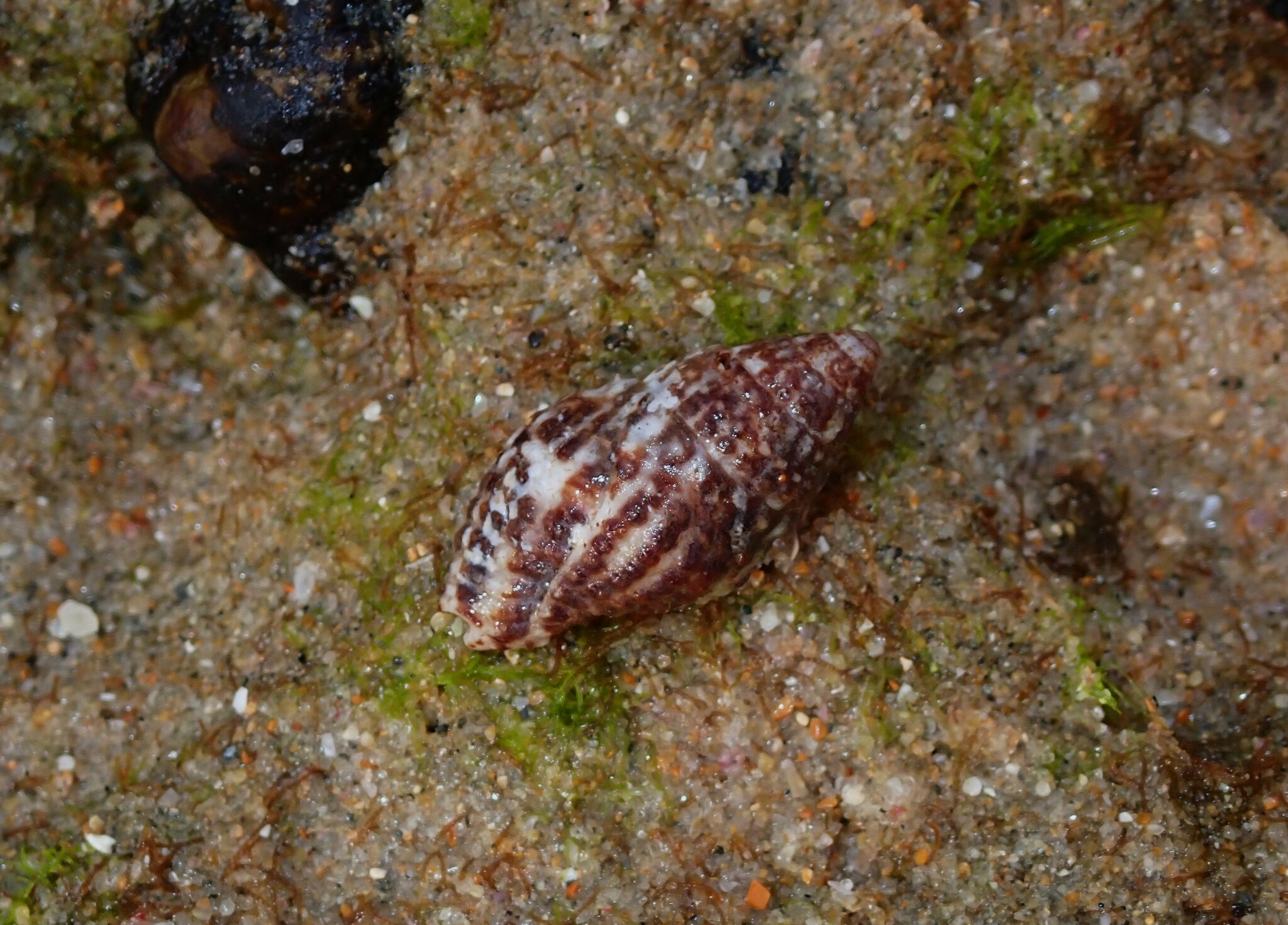 Engina armillata (Reeve, 1846)