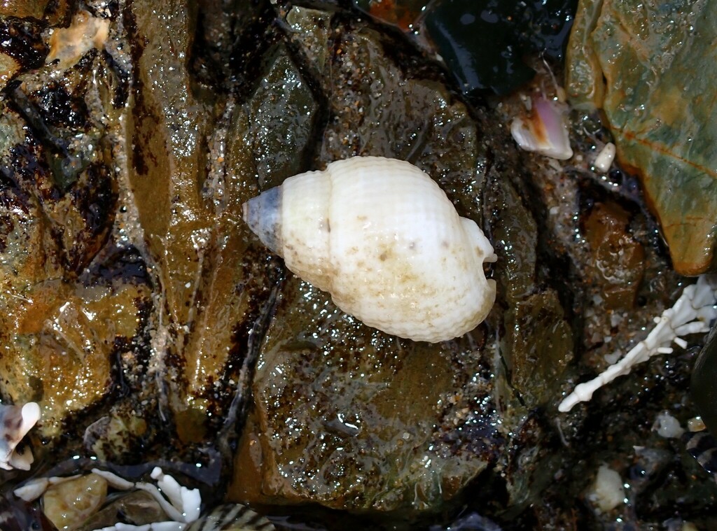 Whitish Dogwhelk from Woolgoolga NSW 2456, Australia on March 11, 2023 ...