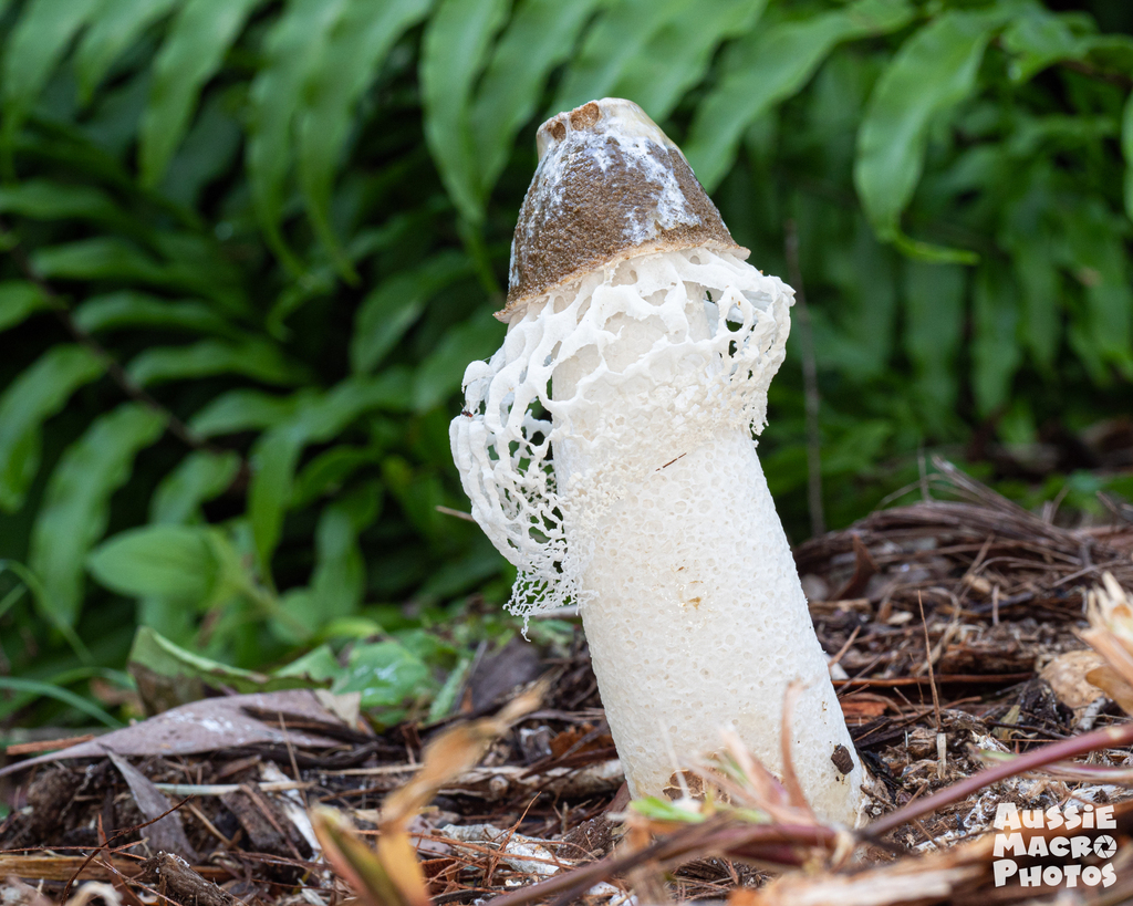 Phallus from Shroomin in Cairns Botanic Gardens, QLD, Australia on ...