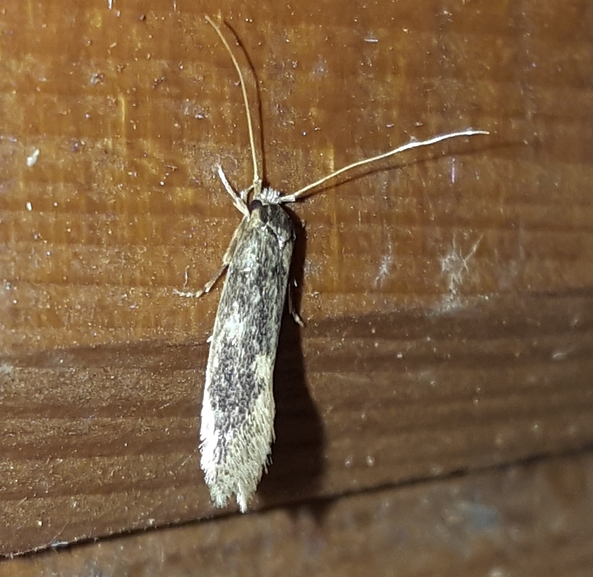 Detritus Moth from La Nouvelle, La Possession 97419, Réunion on ...