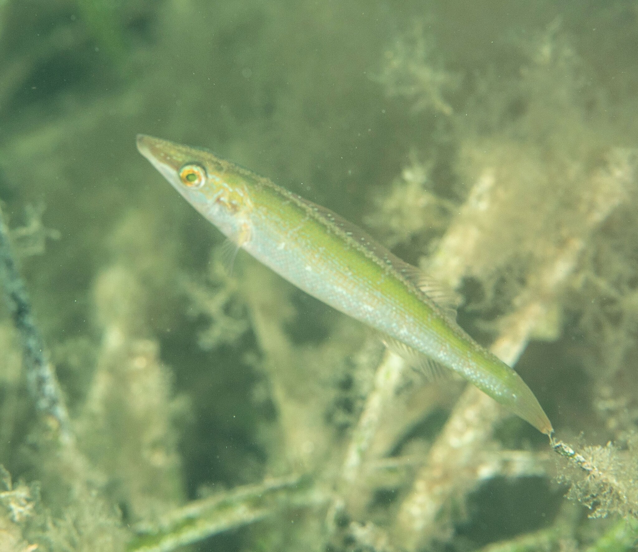 Haletta semifasciata (Valenciennes, 1840)