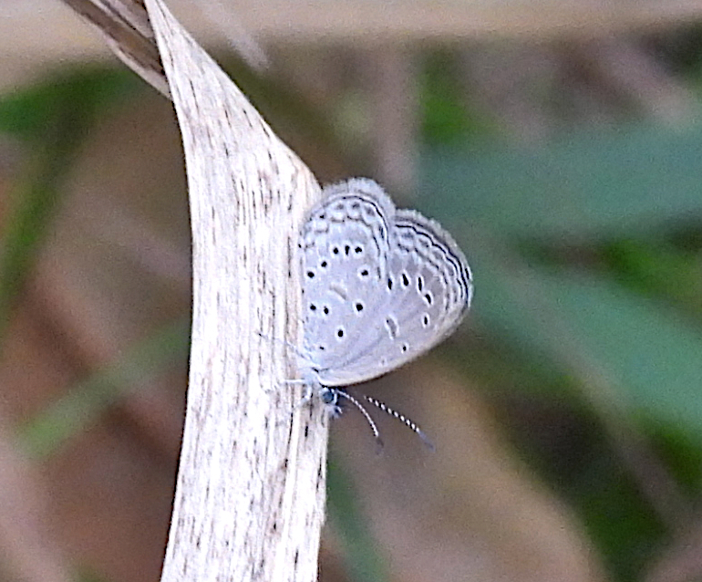 Tiny Grass Blue from Kedron Brook at Bee Park, Brisbane QLD, Australia ...