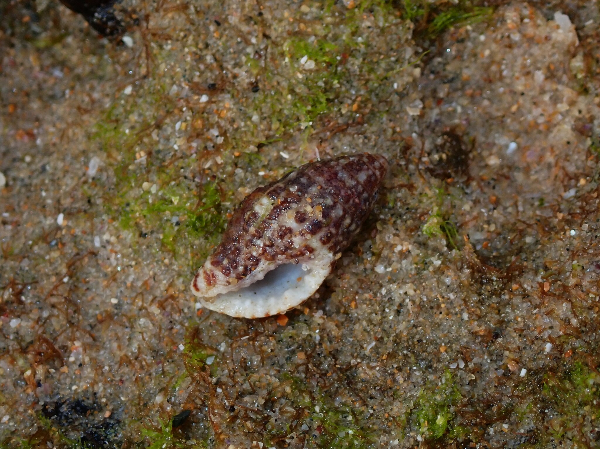 Engina armillata (Reeve, 1846)