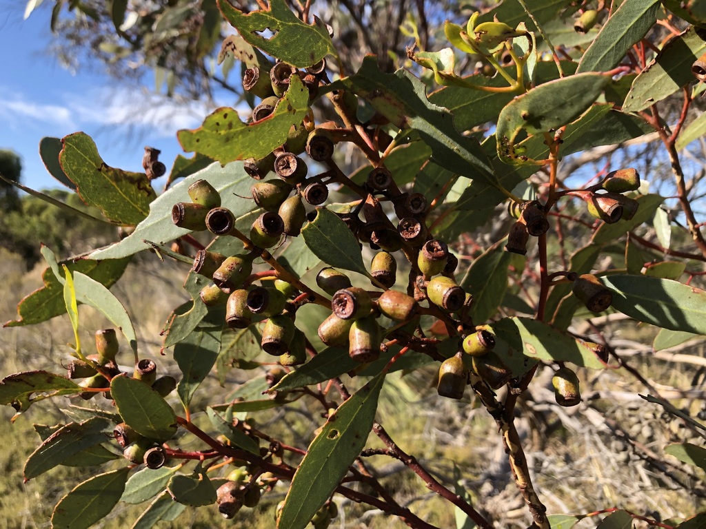 Ridge-fruited mallee from Sherwood SA 5267, Australia on March 11, 2023 ...