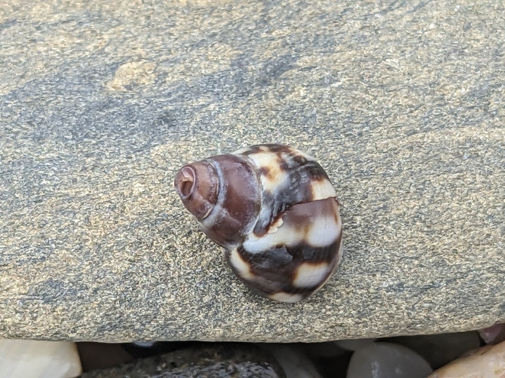 Periwinkle Snails from Valla Beach NSW 2448, Australia on March 11 ...