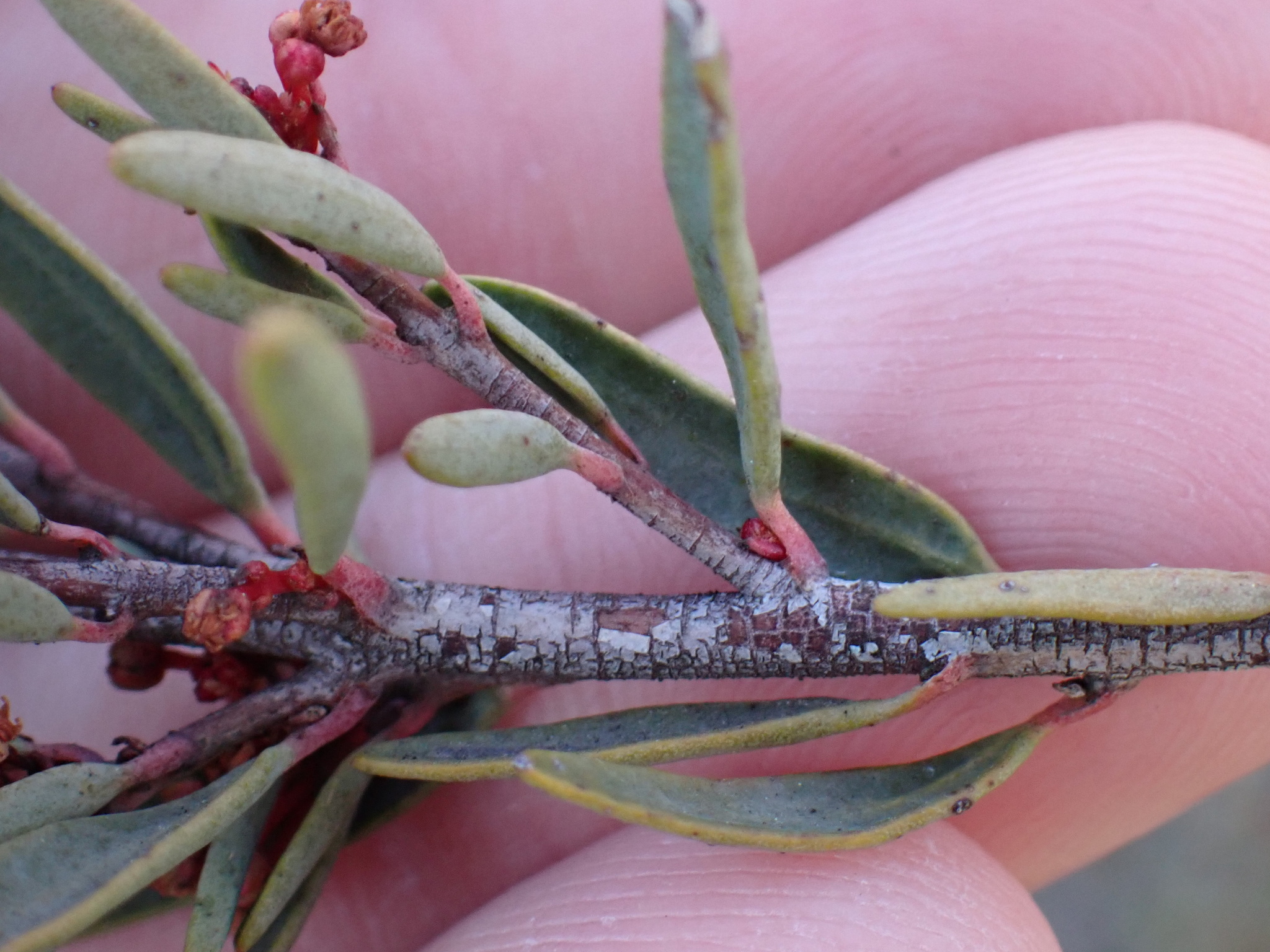 Tetracoccus dioicus Parry