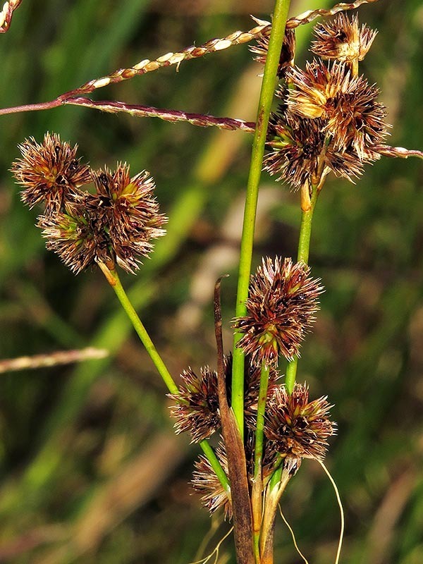 rushes from Forbes Reef vlei on March 08, 2023 by Kate Braun. Sedge ...