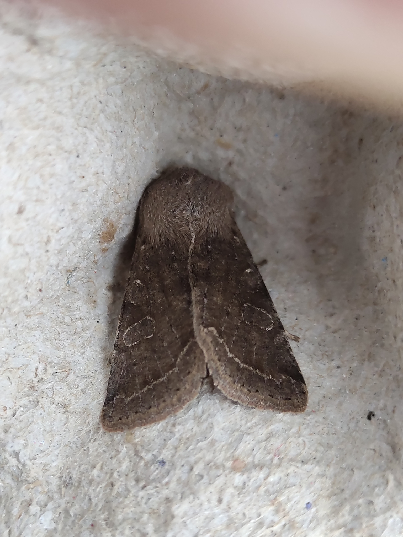 Orthosia incerta Hufnagel, 1766