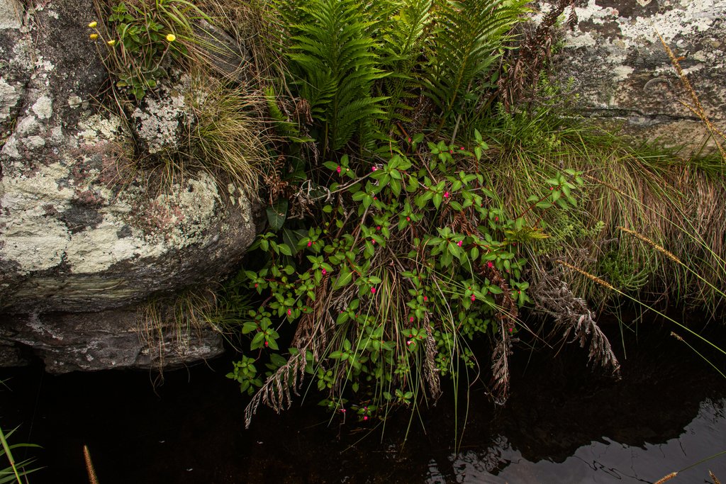 Impatiens salpinx in November 2021 by Bart Wursten · iNaturalist