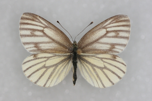 Subspecies Pieris angelika schintelmeisteri · iNaturalist