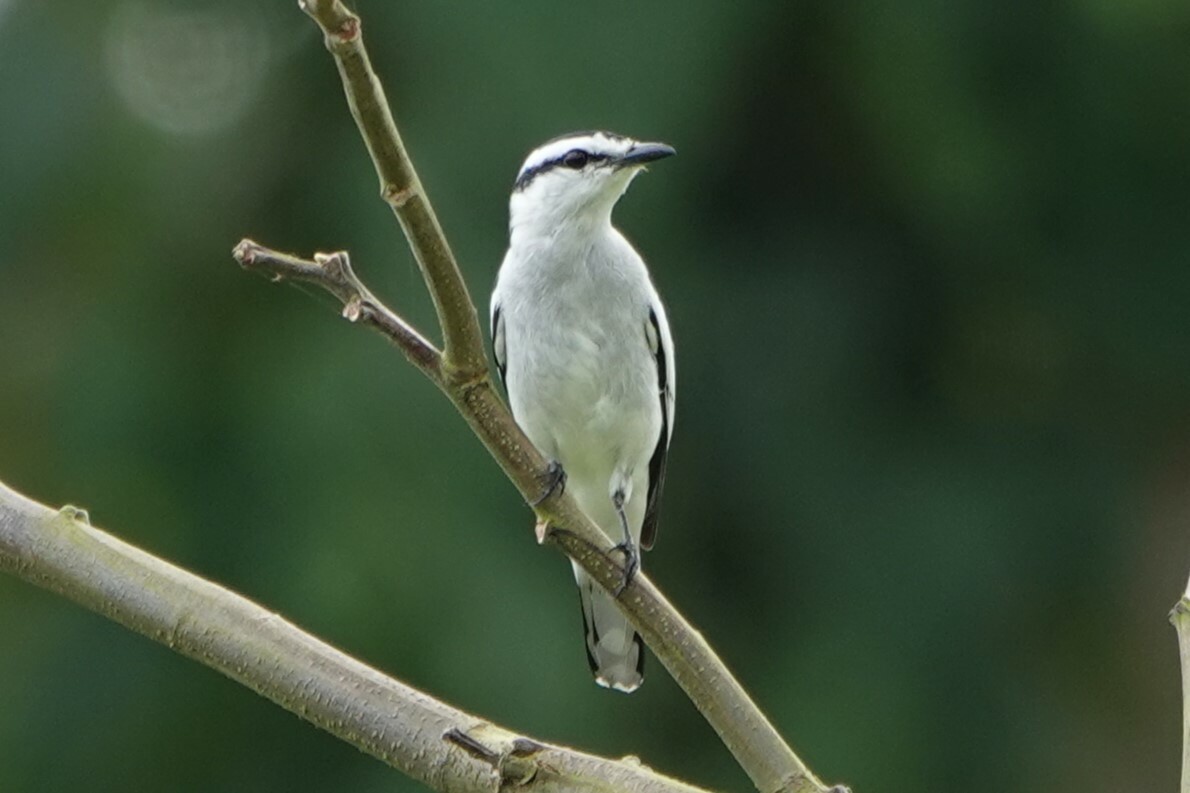 Lalage nigra (J.R.Forster, 1781)