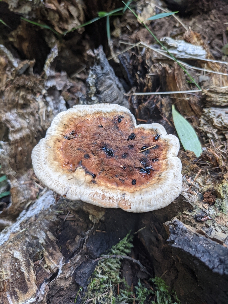 red-staining stalked polypore in March 2023 by exhale · iNaturalist