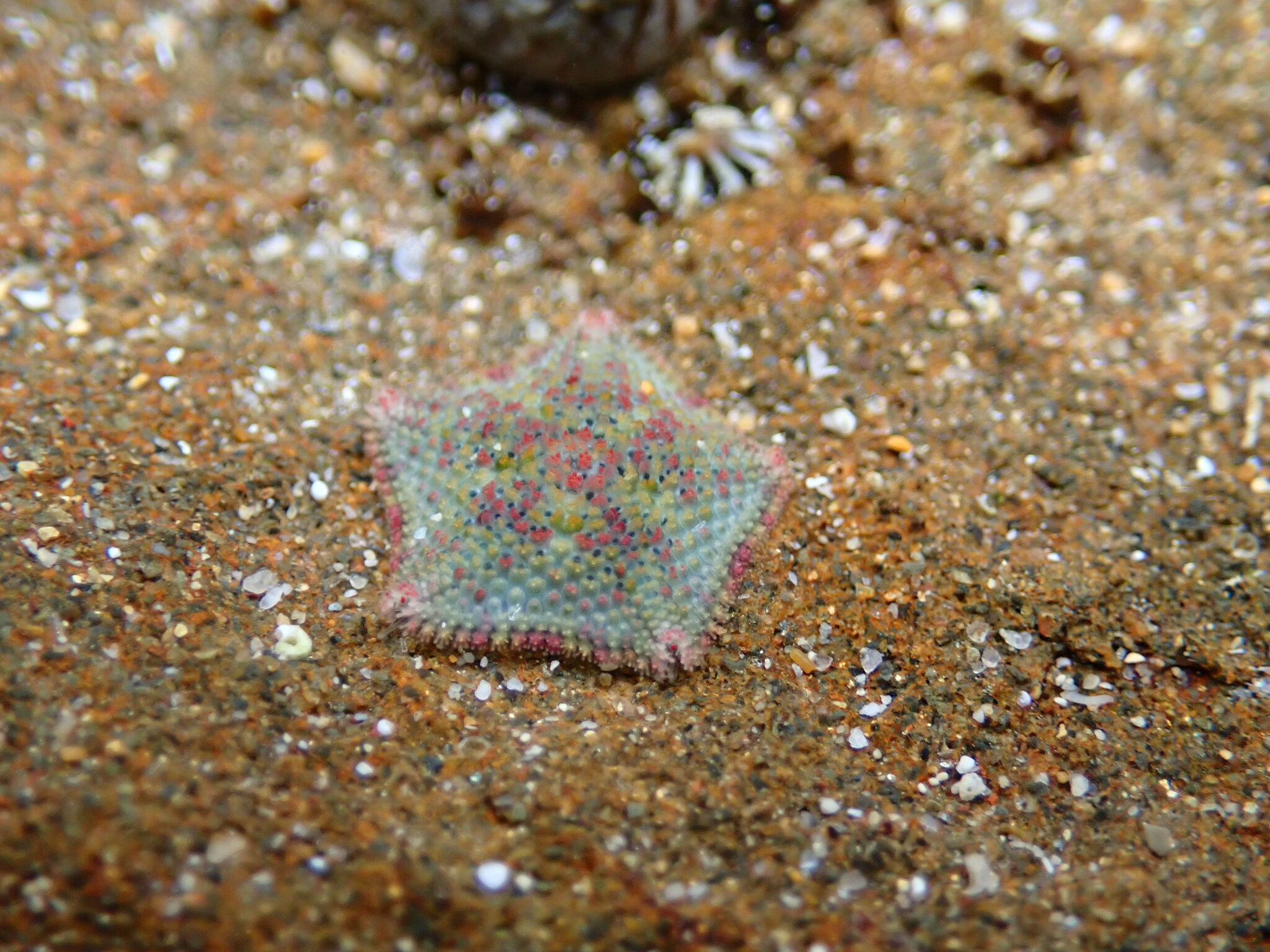 Parvulastra O'Loughlin, 2004