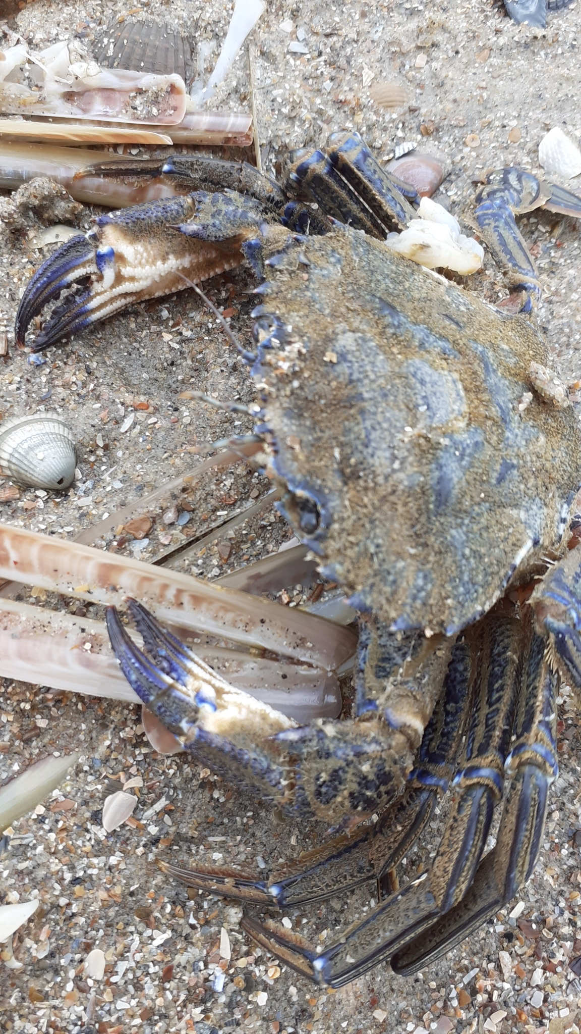 Necora puber (Linnaeus, 1767)