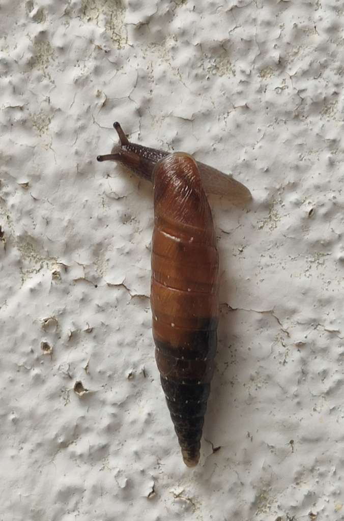 Stigmatica stigmatica in March 2023 by Павел Несмеянов · iNaturalist