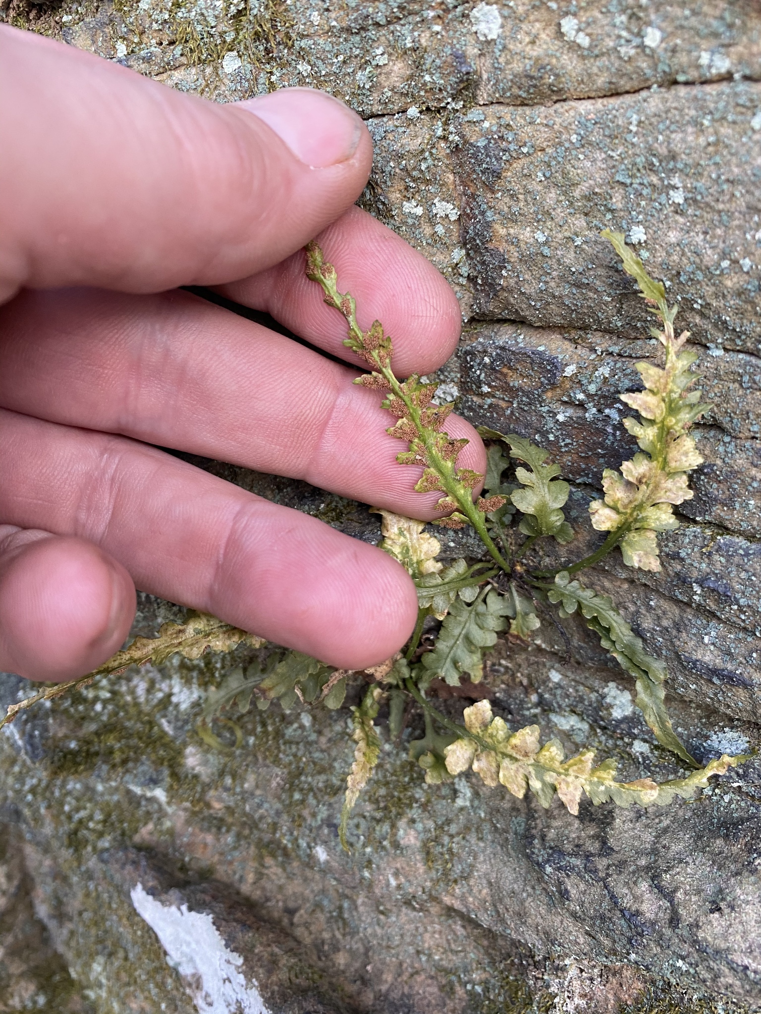 Asplenium pinnatifidum Nutt.