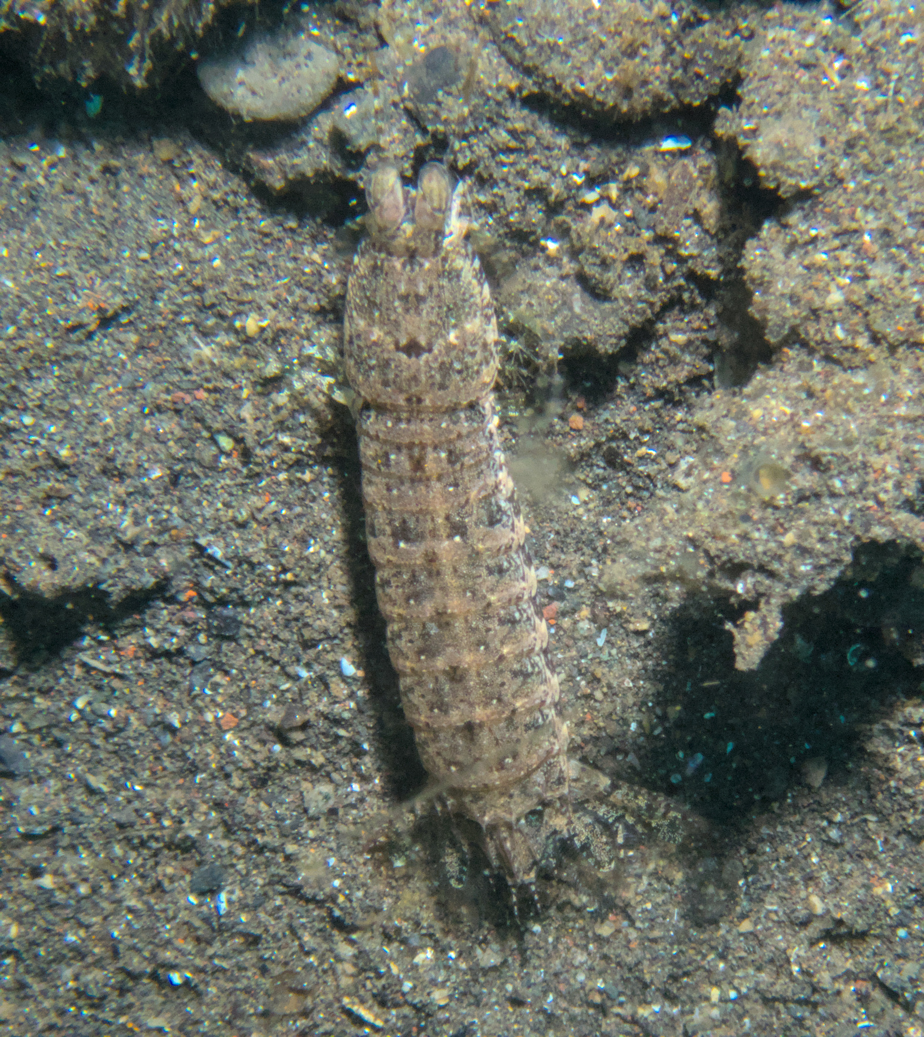Pseudosquilla ciliata (Fabricius, 1787)