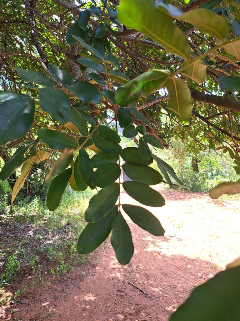 Natal mahogany (Magnoliopsida (Dicots) of the Mfolozi River catchment ...