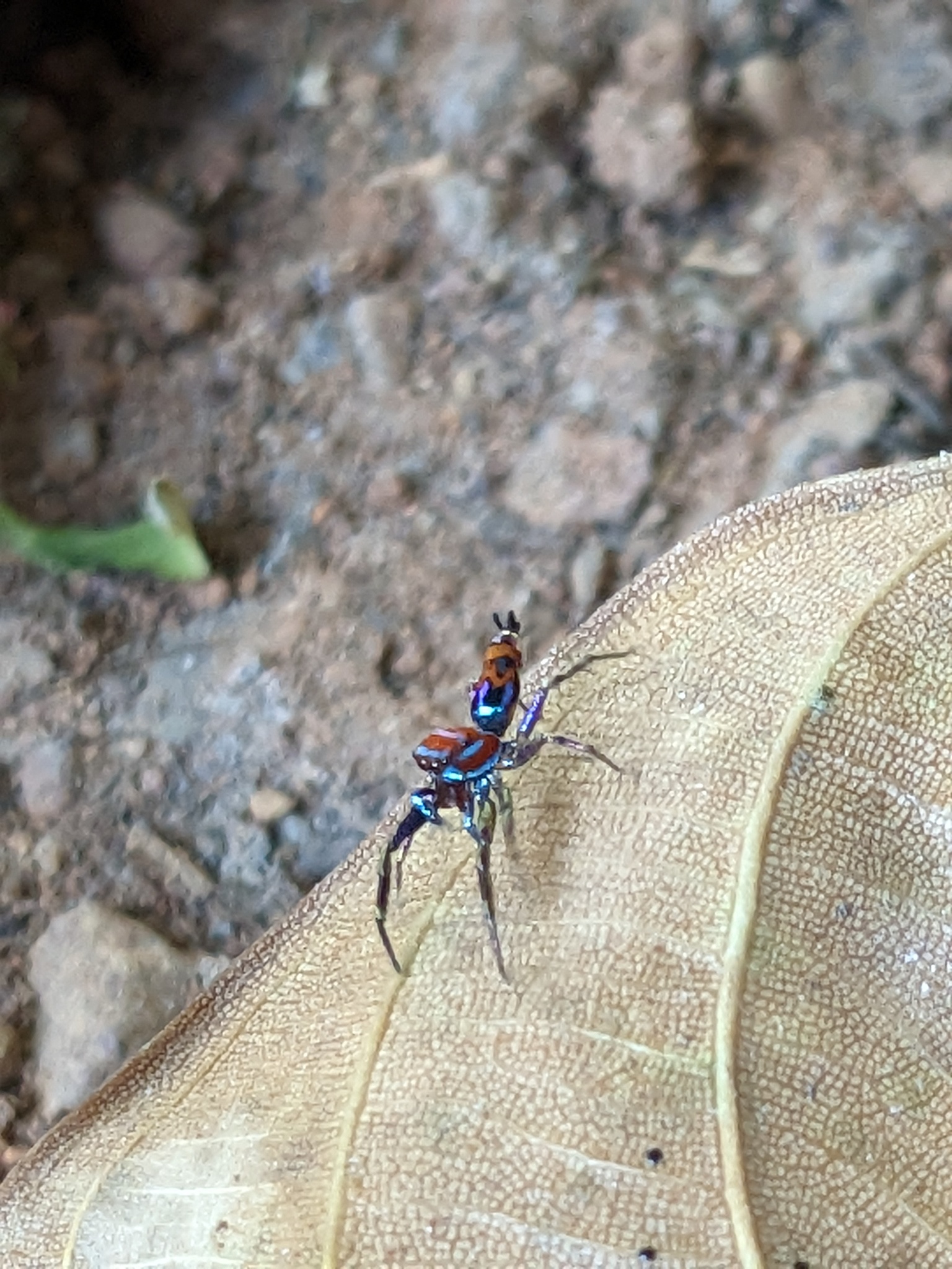 Chrysilla volupe (Karsch, 1879)