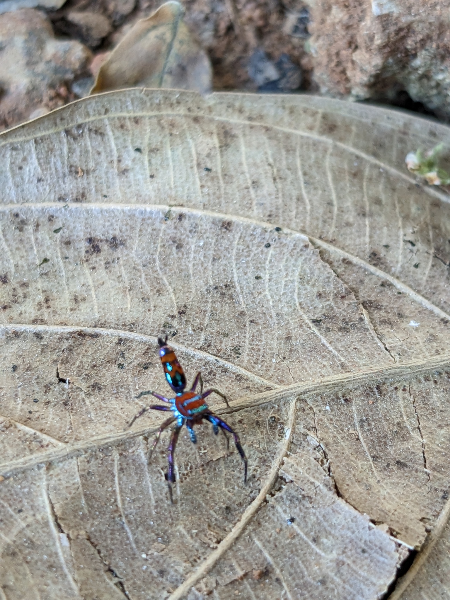 Chrysilla volupe (Karsch, 1879)
