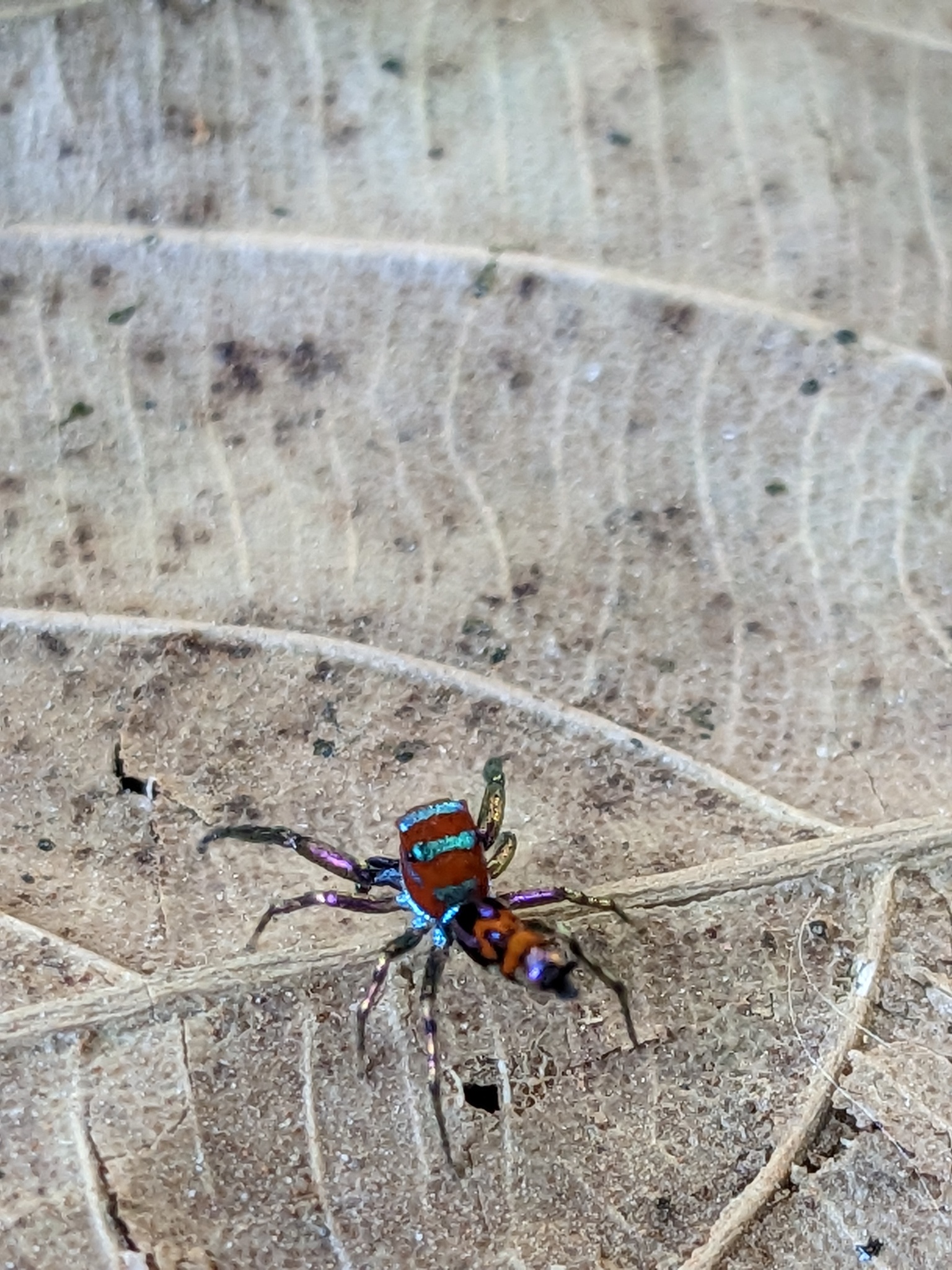 Chrysilla volupe (Karsch, 1879)