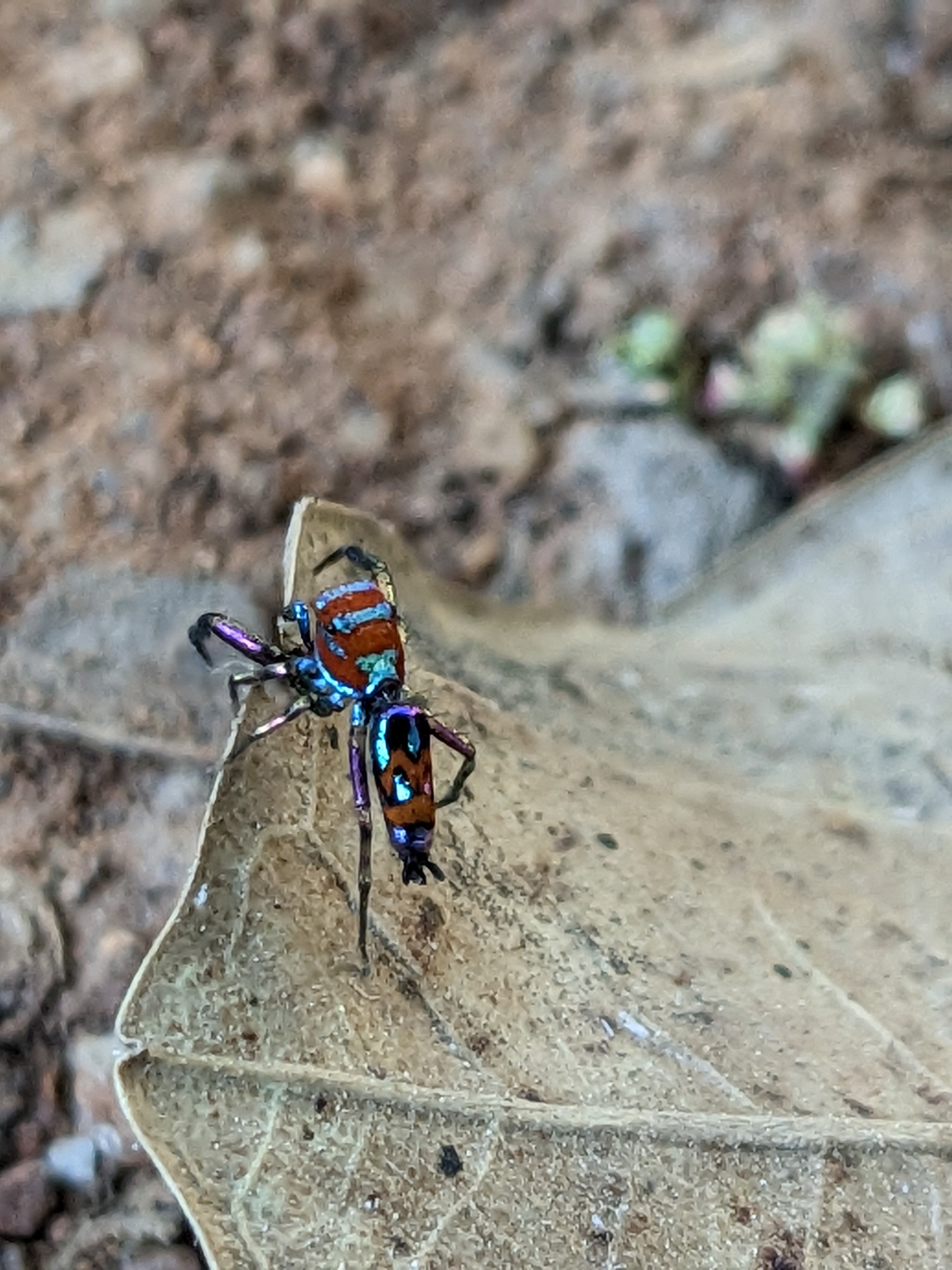 Chrysilla volupe (Karsch, 1879)