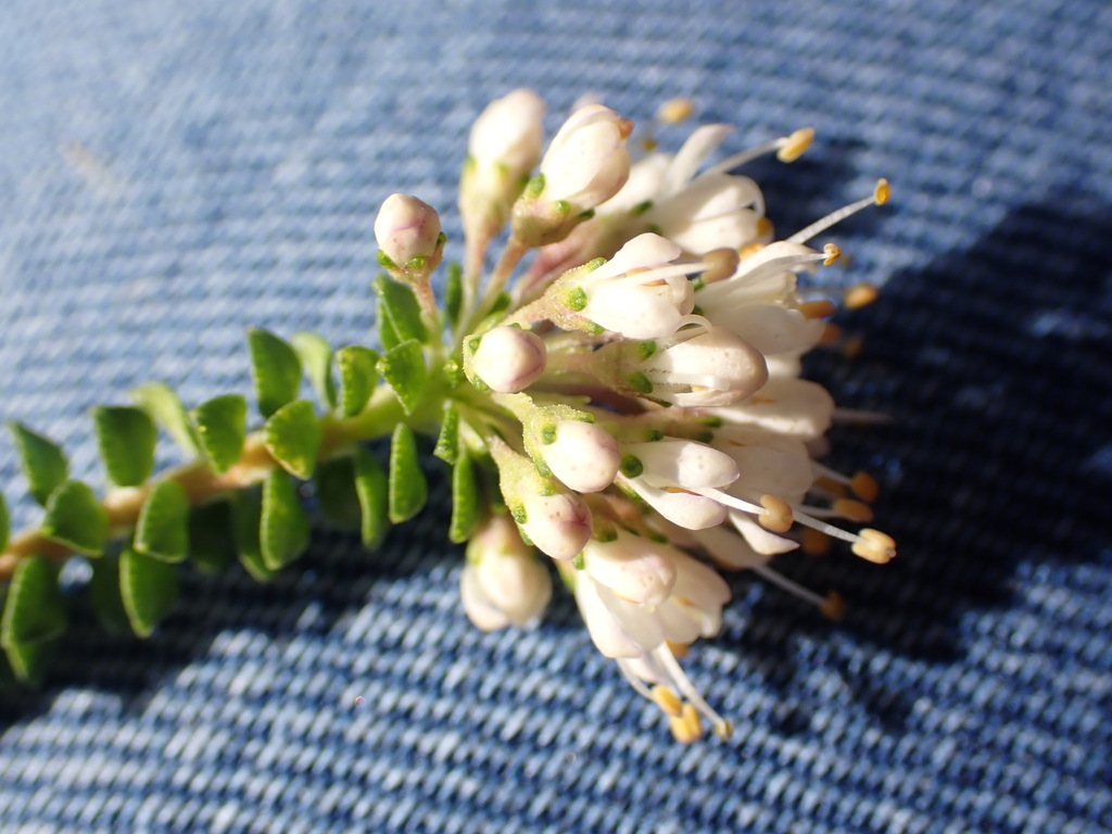 Heart Buchu from Goukamma Nature Reserve, Garden Route District ...
