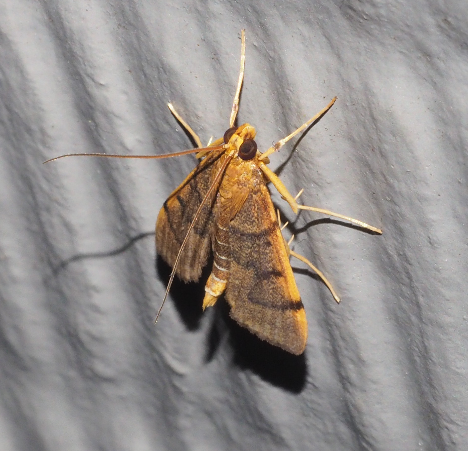 Omiodes indicata Fabricius, 1775