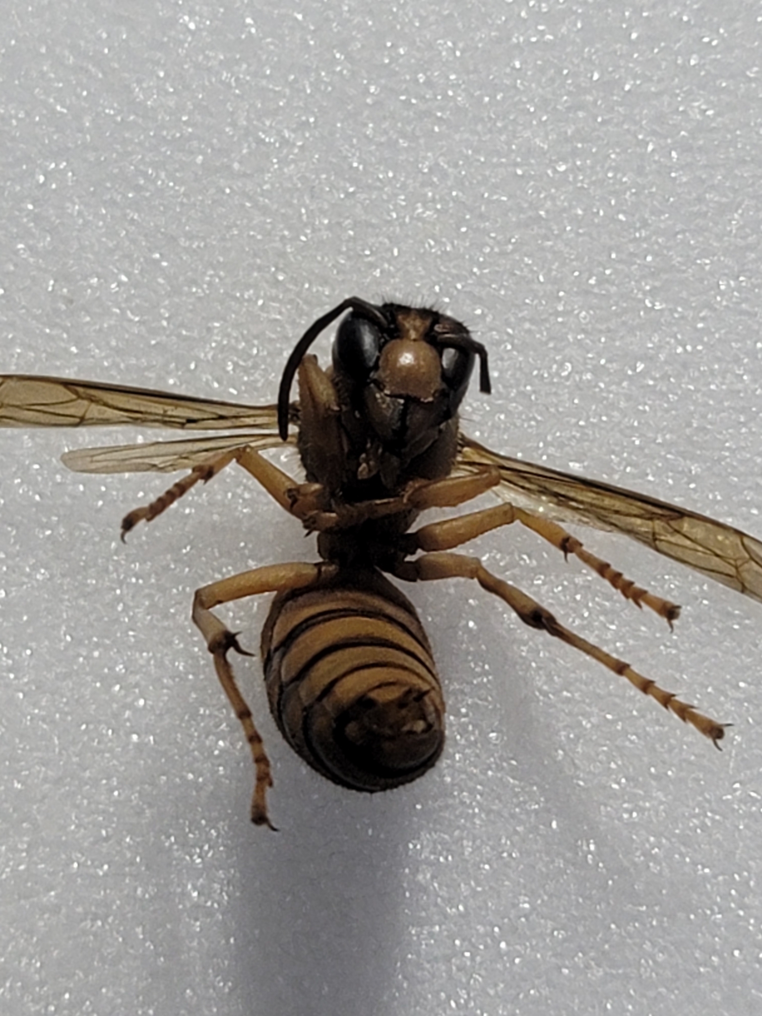 Vespa bicolor Fabricius, 1787