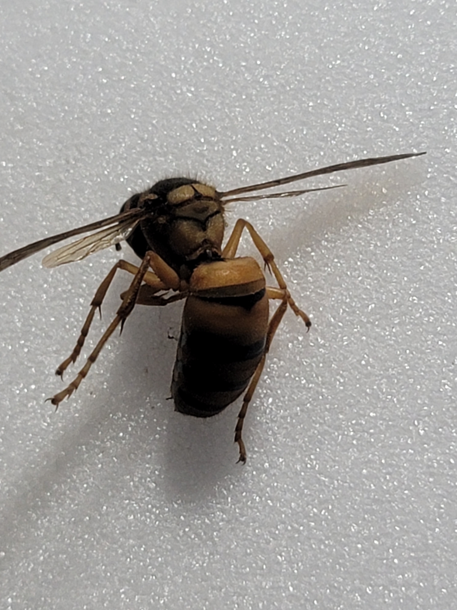 Vespa bicolor Fabricius, 1787