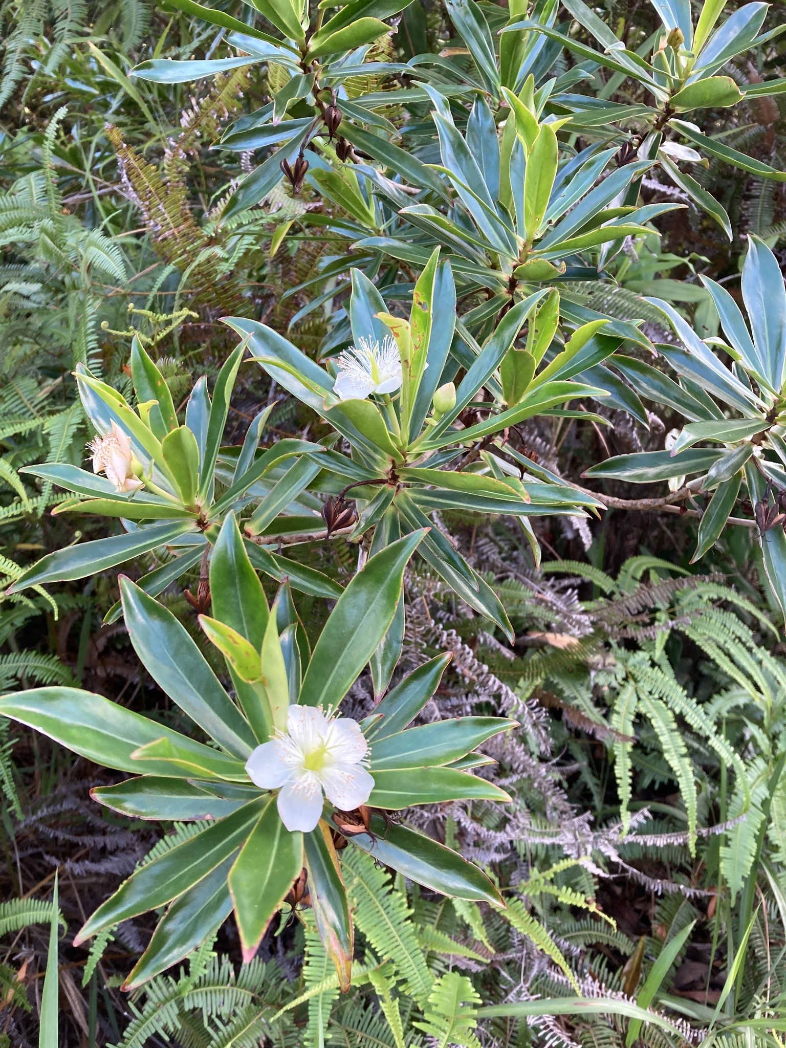 Ploiarium alternifolium (Vahl) Melch.