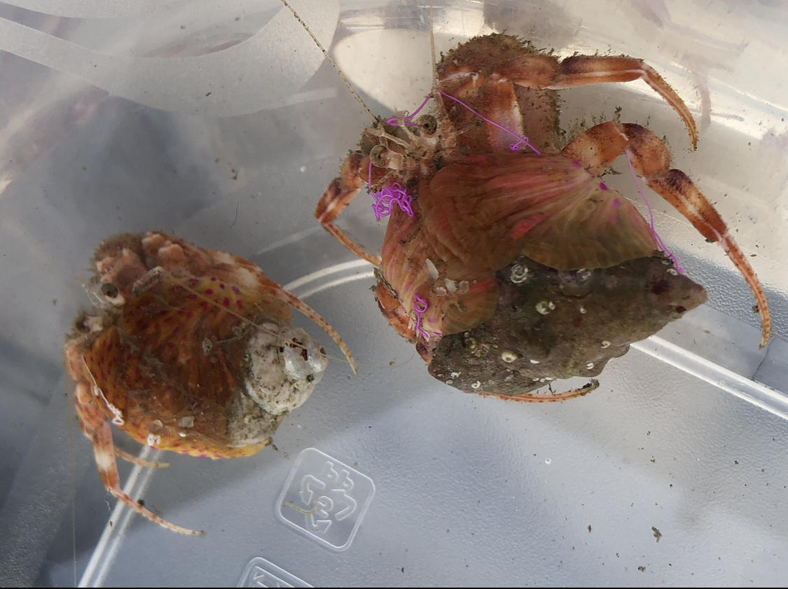 Adamsia palliata (Fabricius, 1779)