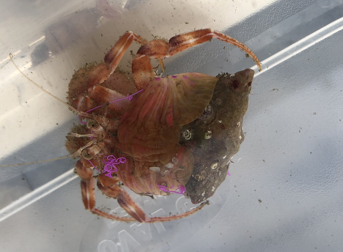 Adamsia palliata (Fabricius, 1779)