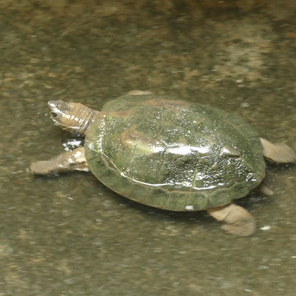 Malayan Flat-shelled Turtle in February 2023 by Simon M Bell · iNaturalist