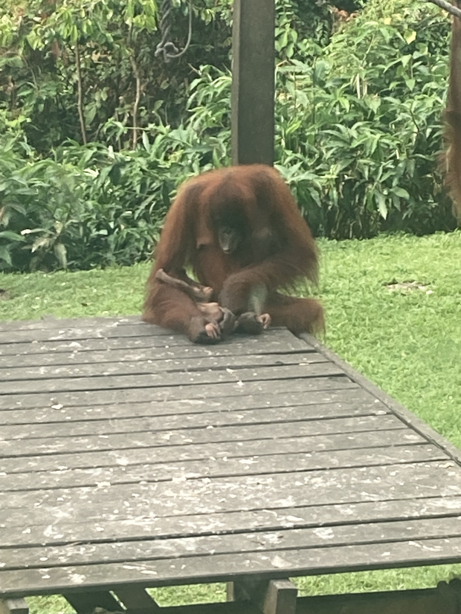 Pongo pygmaeus (Linnaeus, 1760)