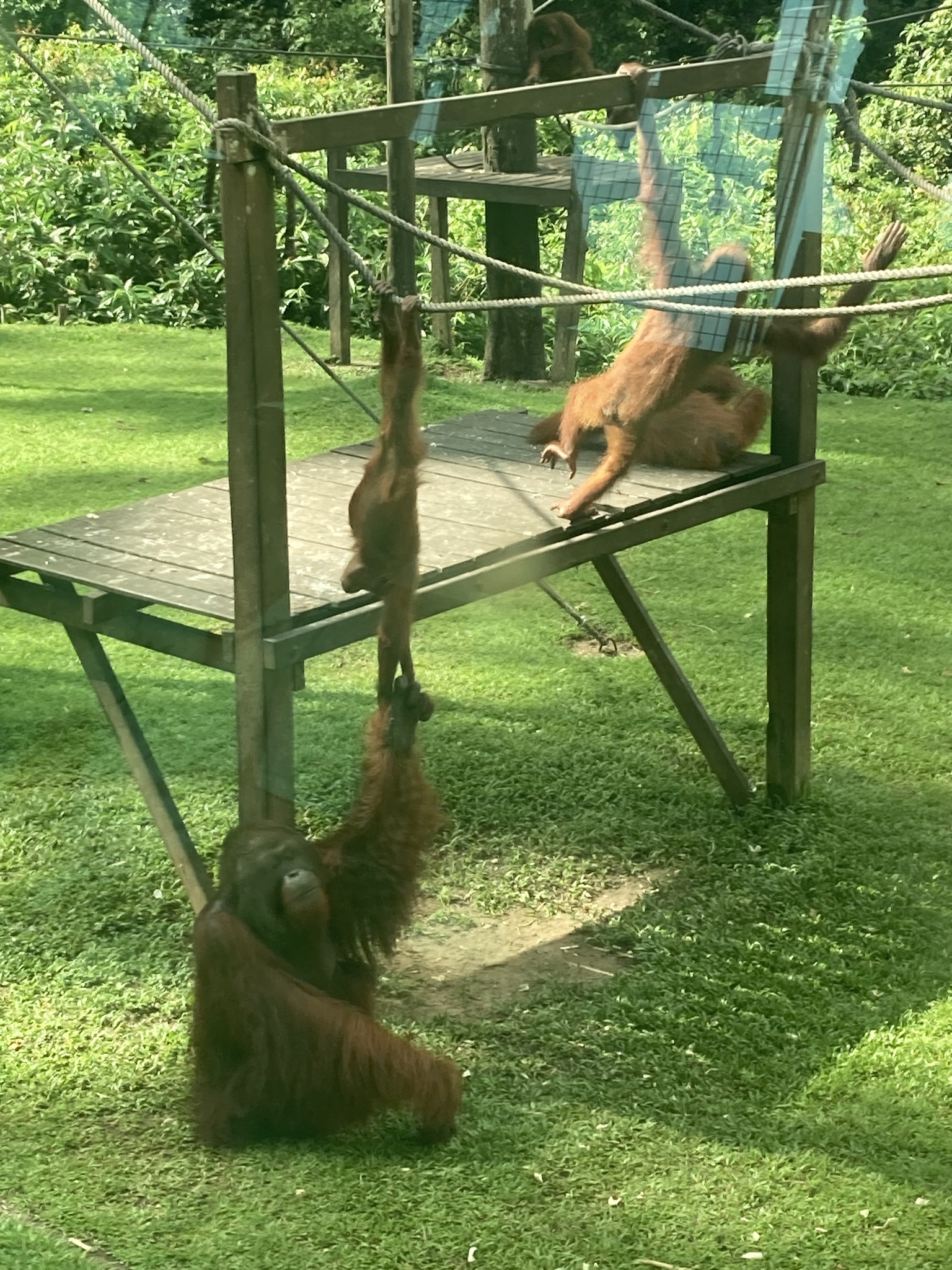 Pongo pygmaeus (Linnaeus, 1760)