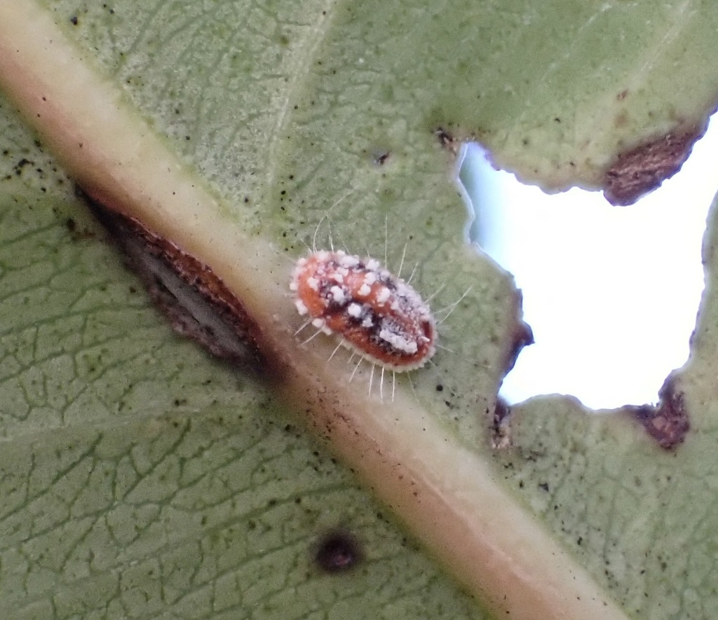 Giant Scale Insects from Cootharaba, QLD, AU on March 11, 2023 at 05:36 ...