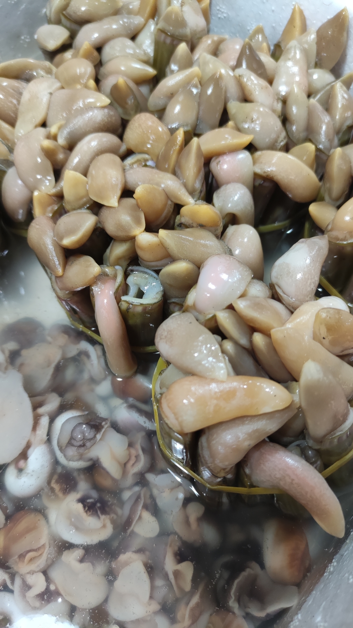 Solen strictus Gould, 1861