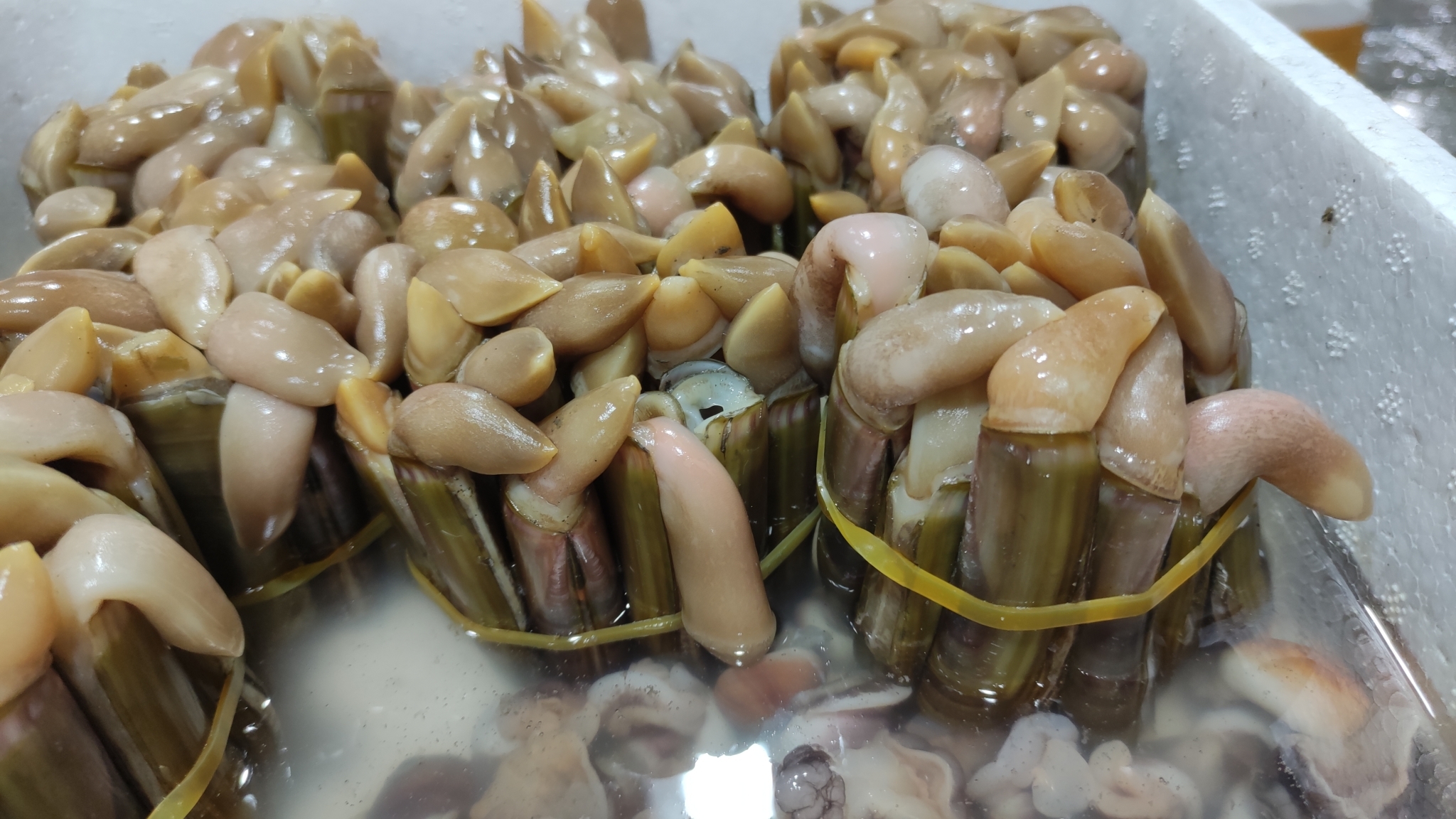 Solen strictus Gould, 1861