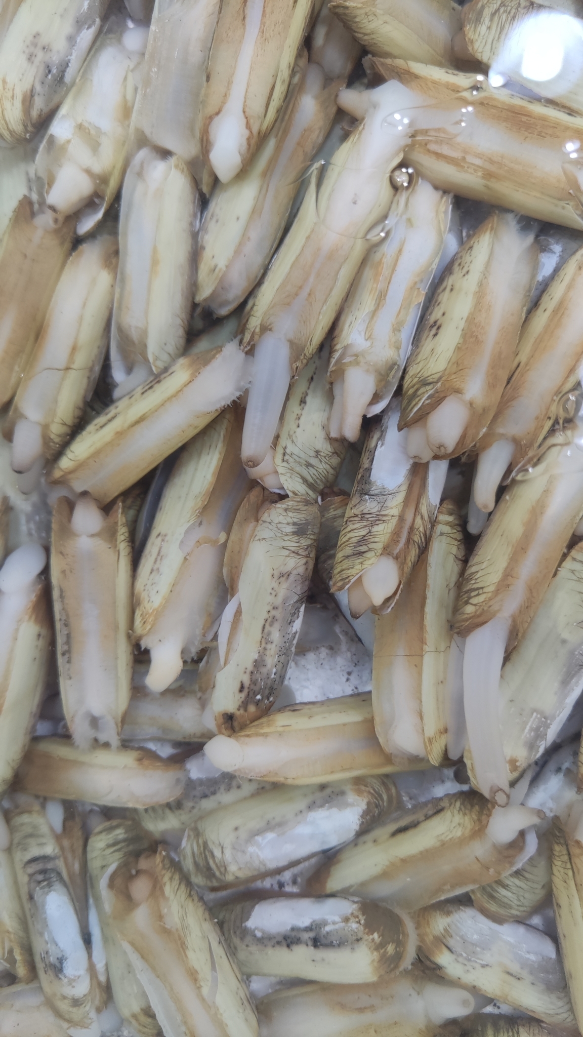 Solen strictus Gould, 1861