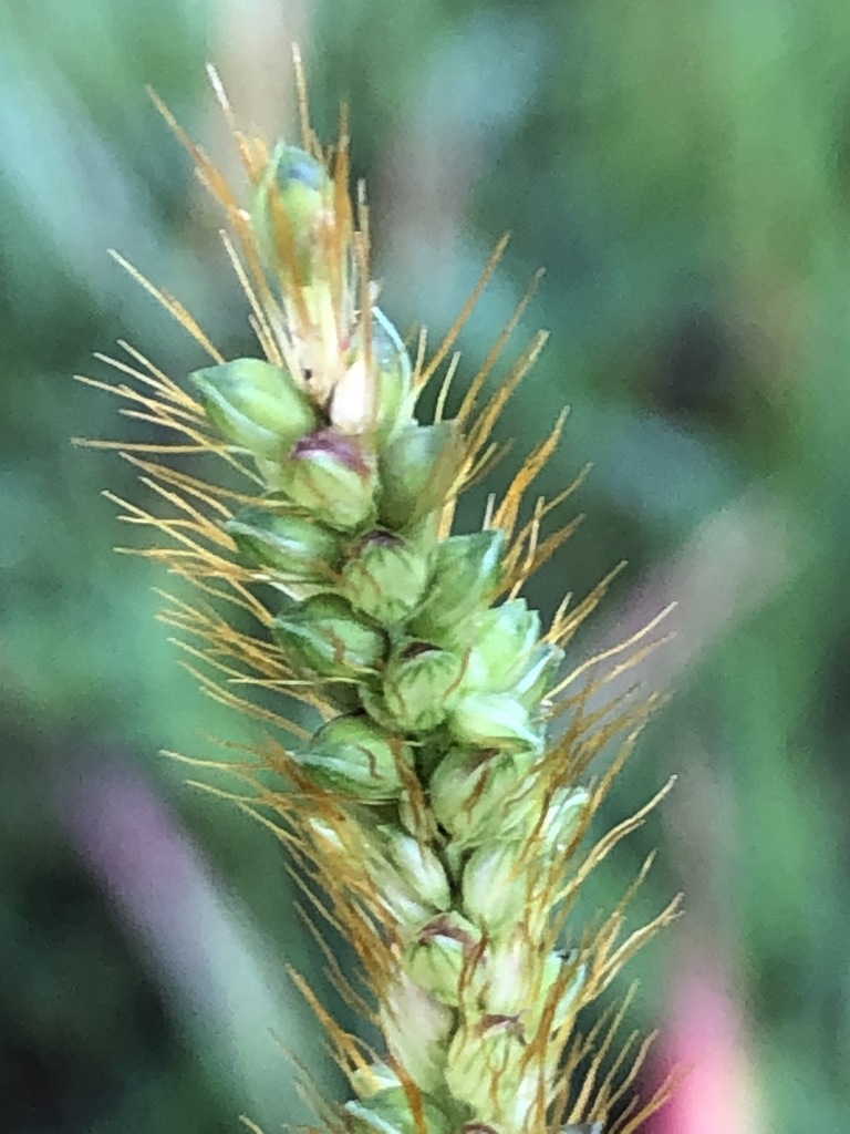 bur bristle grass from Waterval 211-Iq, Randburg, South Africa on ...