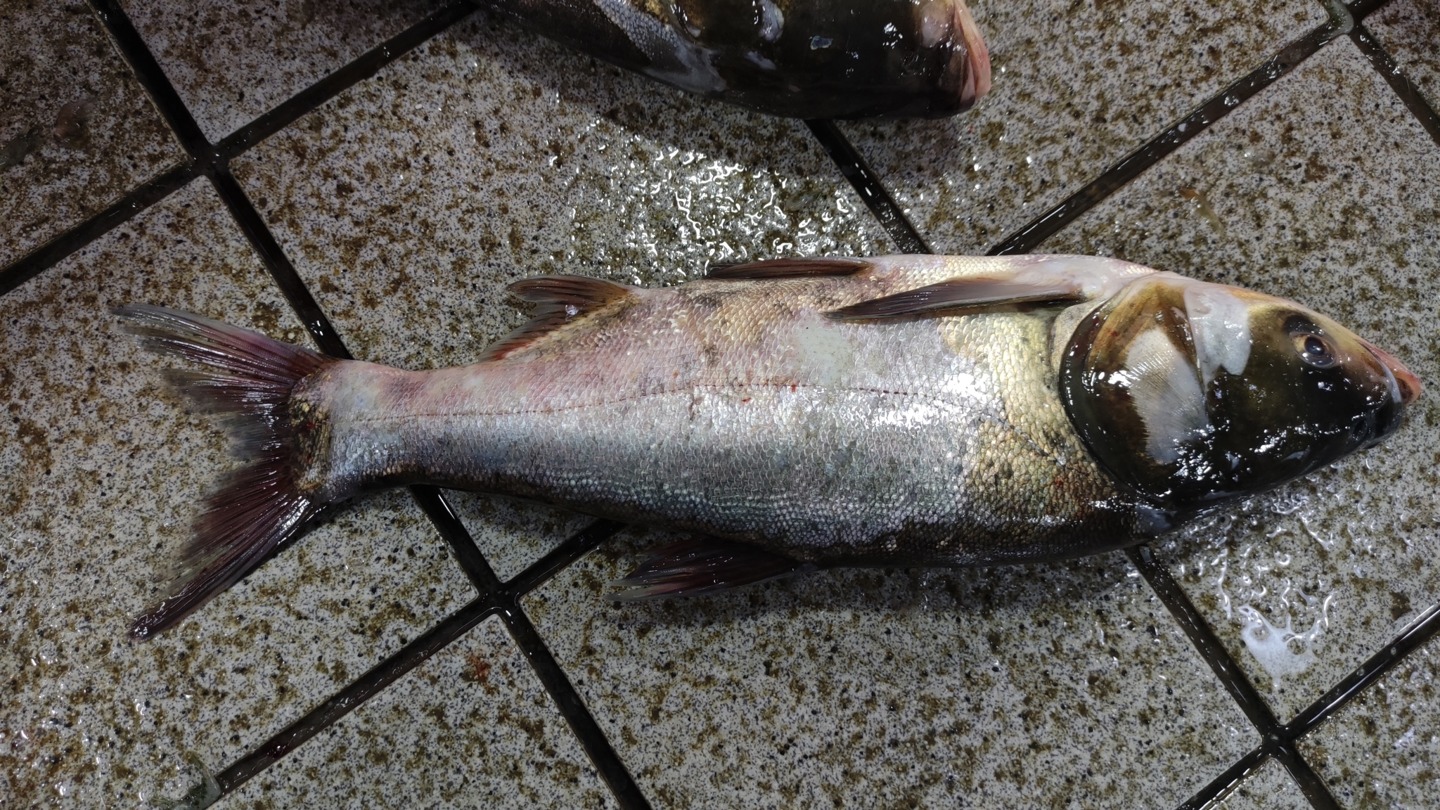 Hypophthalmichthys nobilis (Richardson, 1845)