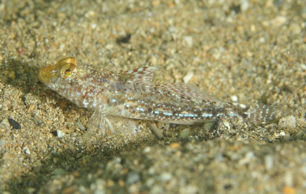 Sailfin Goby from 5-7 Edith St, Edithburgh SA 5583, Australia on March ...