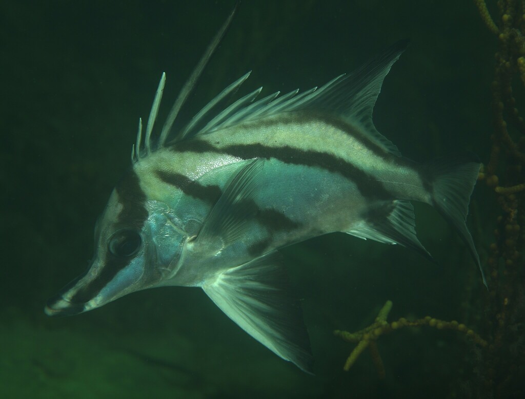 Longsnout Boarfish from 5-7 Edith St, Edithburgh SA 5583, Australia on ...